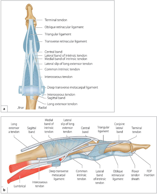 Triangular Ligament Finger