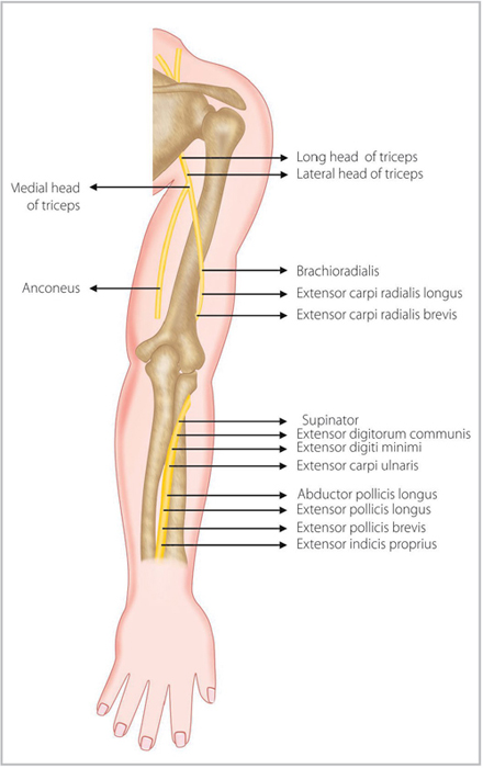 Extensor Indicis Proprius Nerve Supply