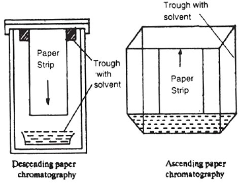 Paper Chromatography Diagram