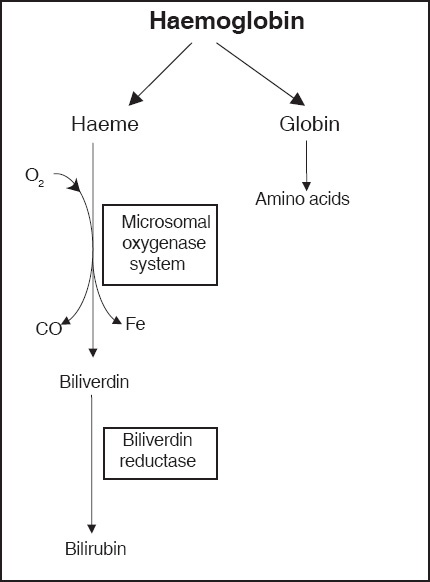 Neonatal Jaundice Pathophysiology Flow Chart