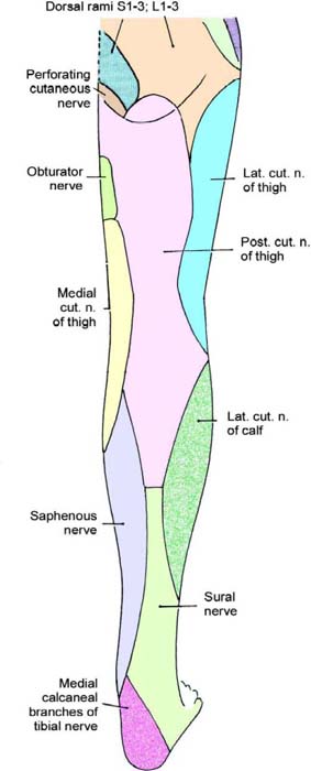 Lower Extremity Cutaneous Innervation
