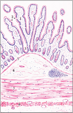 Anatomía De La Taenia Coli