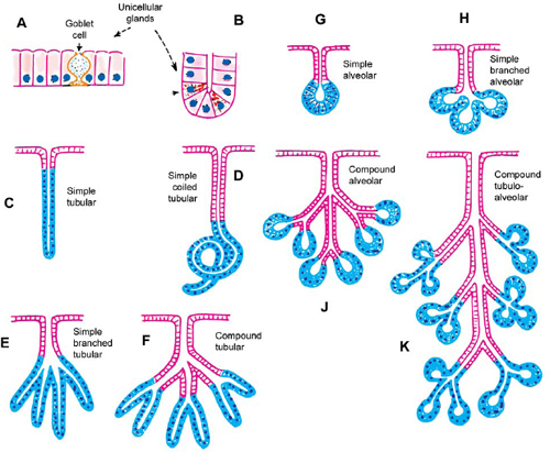 Unicellular glands store