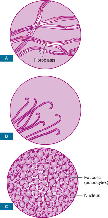 Simple Fat Cell Diagram Fat Cell And Macrophage, Stock Footage Video