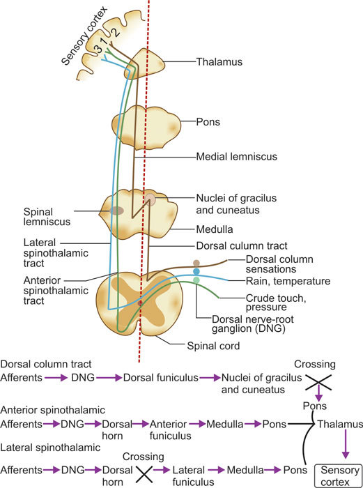 Spinothalamic Tract Decussation