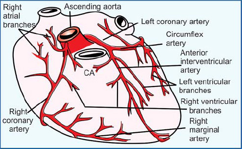 Conus Arteriosus