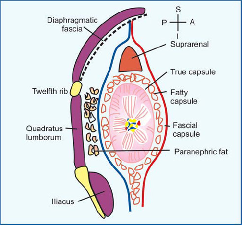 Renal Fascia Tracing