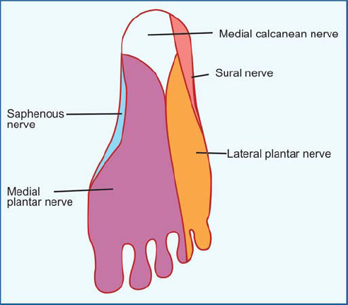 Dermatome Plantar Foot