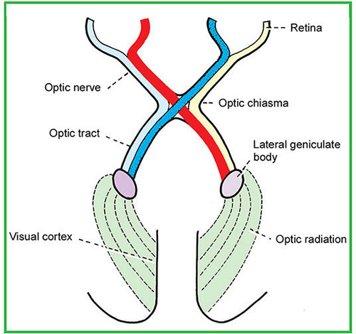 Lateral Geniculate Nucleus Pathway