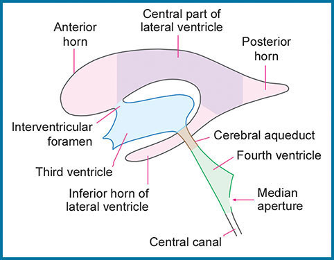 The Anterior Horn Of Lateral Ventrical