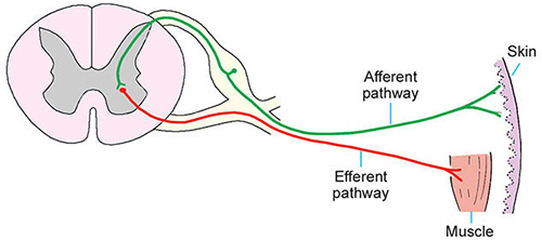 Afferent And Efferent Pathways And The Role Of Interneurons
