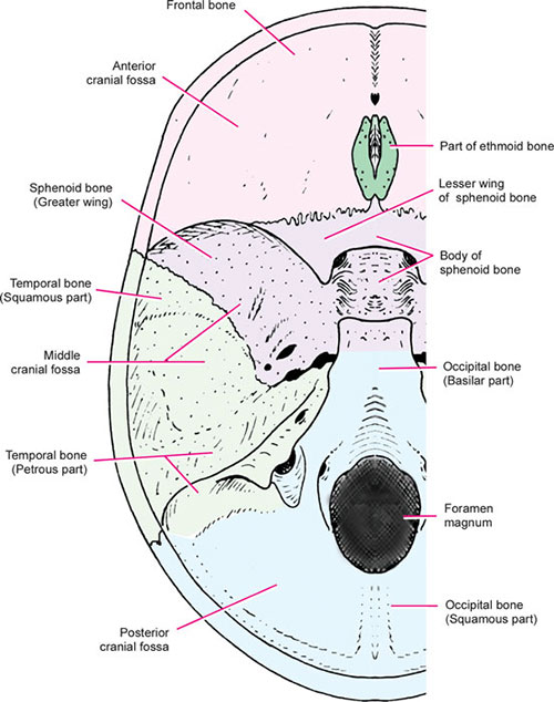Jugum Sphenoidale In Anterior Cranial Fossa
