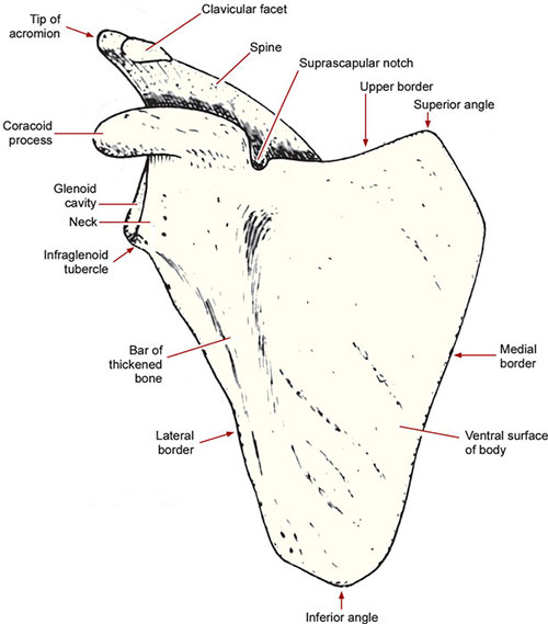Lateral Border Of Scapula Radiographic Images Shoulder At University