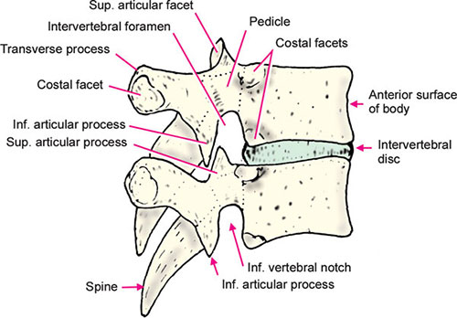 Inferior Articular Process Of Thoracic Vertebrae