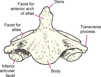 Axis Vertebra Anterior View Neuraxial Anatomy NYSORA