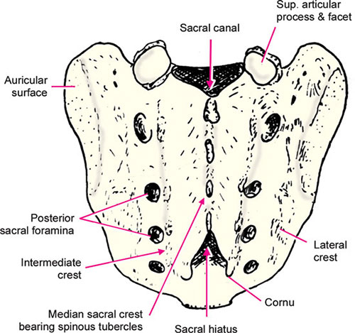Median Sacral Crest