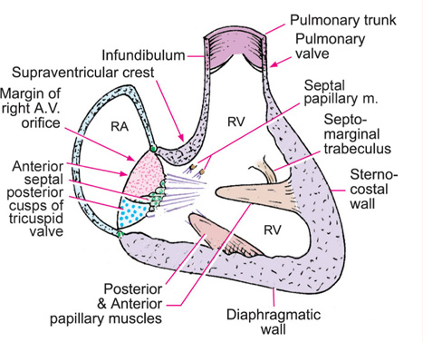 Are Trabeculae Carneae Muscles