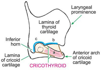 Cricoid Cartilage Lamina