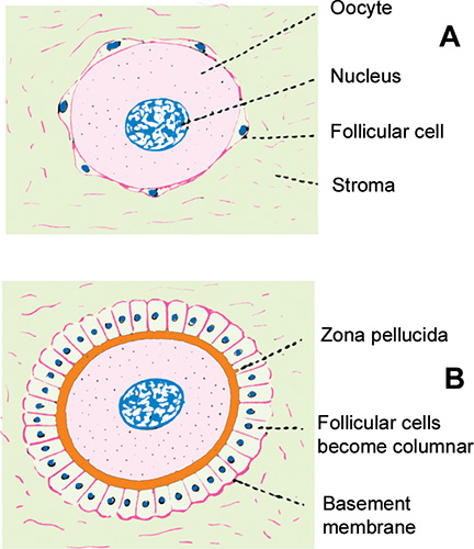 What Are Follicle Cells