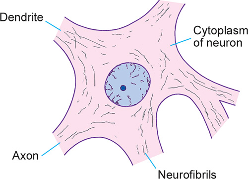 Neurofibrils
