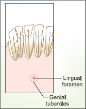 Genial Tubercles And Lingual Foramen