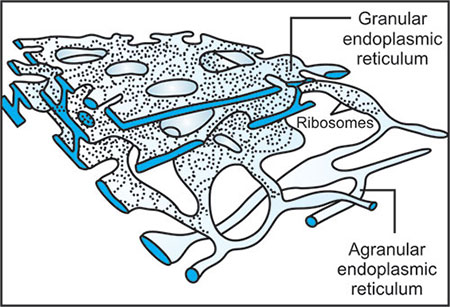 JaypeeDigital | eBook Reader
