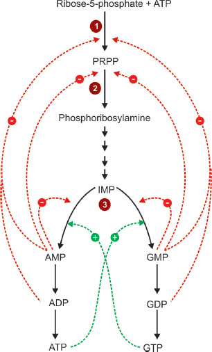 Purine Synthesis Regulation
