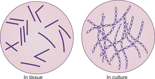 Bacillusanthracisundermicroscope