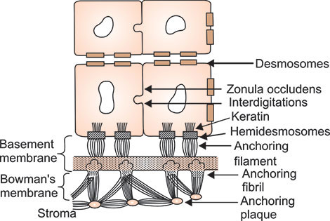 Desmosomes Vs Hemidesmosomes JaypeeDigital | EBook Reader