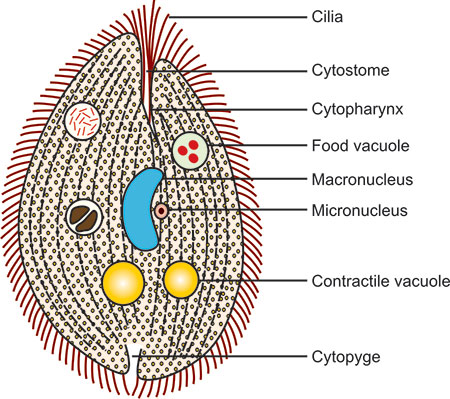 Balantidium Coli Trophozoite JaypeeDigital | EBook Reader