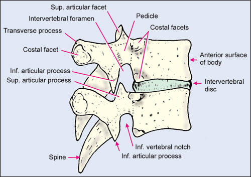 Vertebral Notch Of Cervical Vertebrae