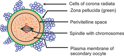 Zona Pellucida Structure