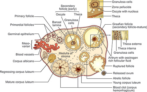 Secondary Follicle Labeled 5 Reproductive Female Ovarian Cycle