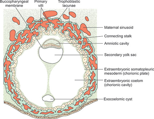 Chorionic Cavity