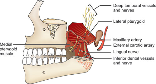 Medial Pterygoid Muscle Innervation