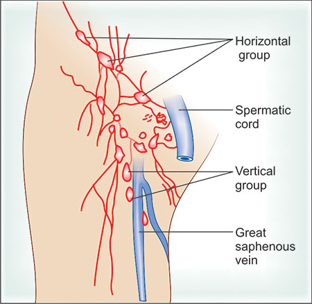 Superficial Inguinal Lymph Nodes
