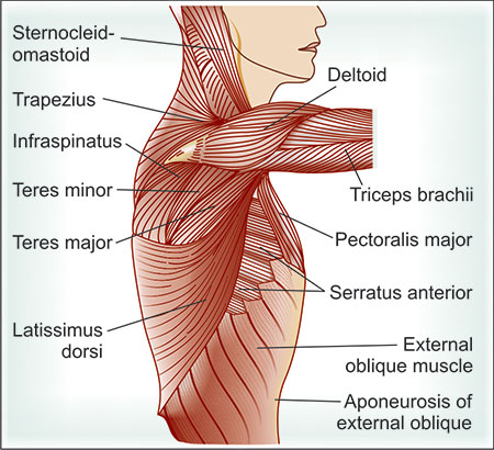 Major Muscles Of Upper Limb