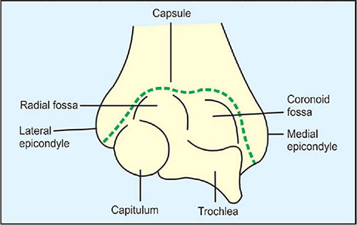 Radial Fossa Of Humerus Attachments