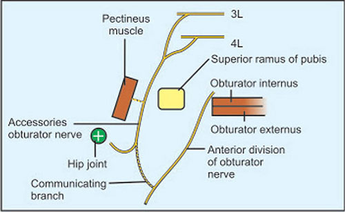Obturator Nerve Distribution