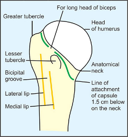 Lesser Tubercle Of Humerus Attachments