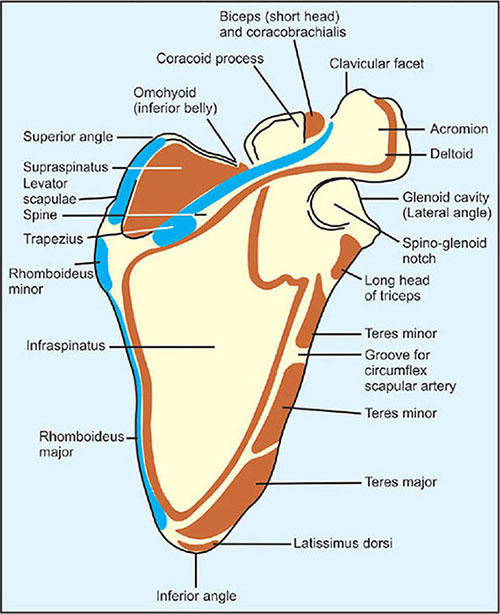 JaypeeDigital | eBook Reader