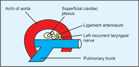 Superficial Cardiac Plexus Is Formed By
