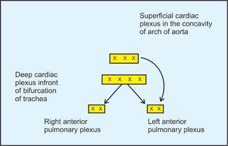 Superficial Cardiac Plexus Is Formed By