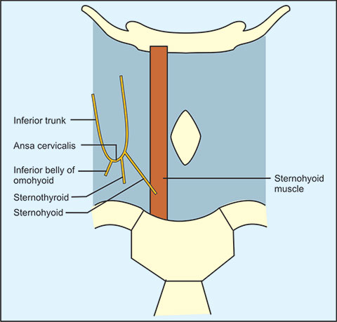 Sternohyoid