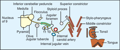 Jugular Foramen Contents