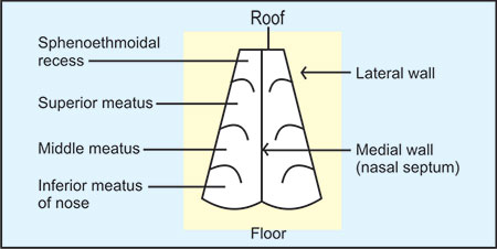 Lateral Wall Of Nasal Cavity Nasal Cavity Ear Anatomy