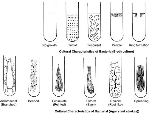 Salmonella Bacteria Cell Structure Sketch Coloring Page