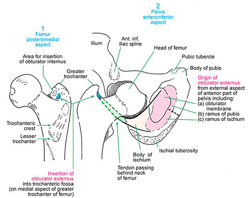 Obturator Internus And Externus Origin And Insertion