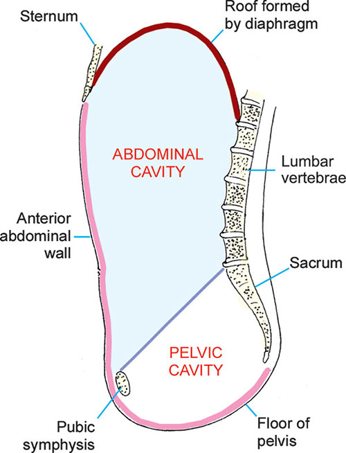 Spinal Vertebral Cavity