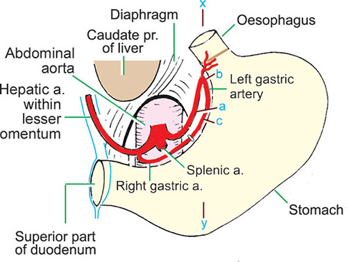 Left Gastric Artery Anatomy Image Of Variations In Origin Of Left